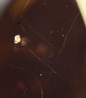 The Itsy Bitsy Spider: A Tiny Spider Made Itself at Home Inside This ...