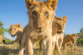 Photos and Video Captured with a Remote-Controlled Lion-Proof Camera ...