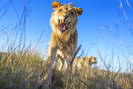 Photos and Video Captured with a Remote-Controlled Lion-Proof Camera ...