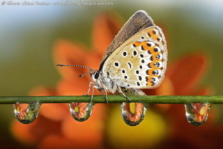 Beautiful Macro Photographs of Insects and Flower Refractions in Dew ...