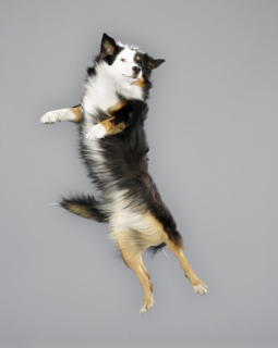 Here are Portraits of Dogs Flying Through the Air | PetaPixel