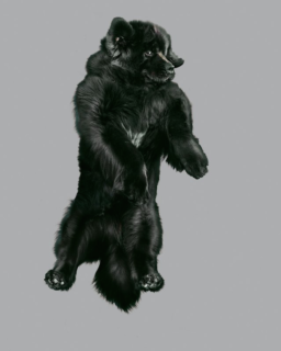 Here are Portraits of Dogs Flying Through the Air | PetaPixel