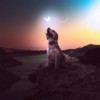 Photographer Shoots Fantasy Portraits of Stray Dogs in Cyprus to Help ...