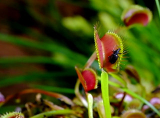 Time-Lapse Captures the Mysterious Beauty of Bug-Eating Plants | PetaPixel