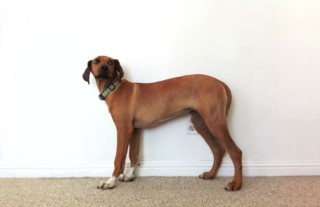 Watch Sophia the Rhodesian Ridgeback Grow from 2 Months to 3 Years Old ...