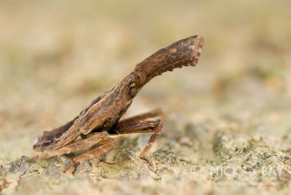 Macro Photos that Capture the Beauty and Diversity of Insects in ...