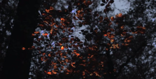 Projector Brought Into the Forest Turns Nature Into a Glowing ...