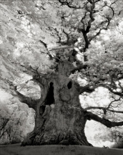 Photographer Beth Moon Spent 14 Years Hunting for the World's Most ...
