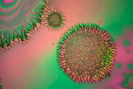 Microscope Photos Show the Abstract Beauty of the World All Around Us ...