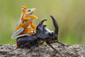 A Frog Riding a Beetle: Is This a Real Wildlife Photo or a Bunch of BS ...