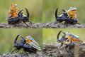 A Frog Riding a Beetle: Is This a Real Wildlife Photo or a Bunch of BS ...