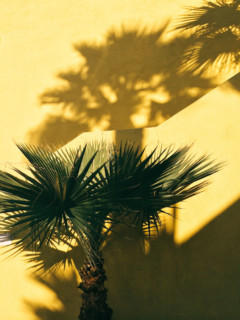 VSCO Cam Adds the Alchemy Collection: 10 Presets for Cross Processed ...