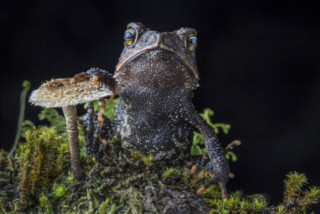 Frog Photographer Robin Moore Hunts for the Rarest Creatures on Earth ...