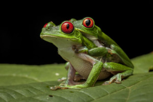 Frog Photographer Robin Moore Hunts for the Rarest Creatures on Earth ...