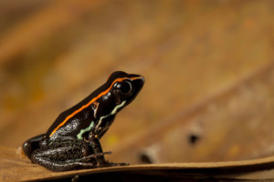 Frog Photographer Robin Moore Hunts for the Rarest Creatures on Earth ...