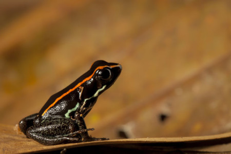 Frog Photographer Robin Moore Hunts for the Rarest Creatures on Earth ...