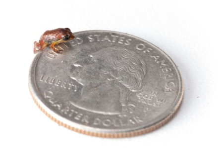 Frog Photographer Robin Moore Hunts for the Rarest Creatures on Earth ...