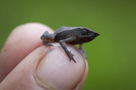 Frog Photographer Robin Moore Hunts for the Rarest Creatures on Earth ...