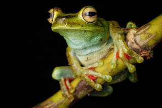 Frog Photographer Robin Moore Hunts for the Rarest Creatures on Earth ...
