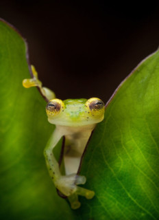 Frog Photographer Robin Moore Hunts for the Rarest Creatures on Earth ...