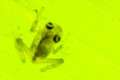 Frog Photographer Robin Moore Hunts for the Rarest Creatures on Earth ...