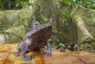 Frog Photographer Robin Moore Hunts for the Rarest Creatures on Earth ...