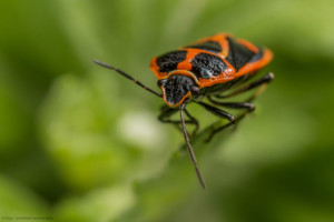 How I Made a DIY Concave Flash Diffuser for Macro Photography | PetaPixel