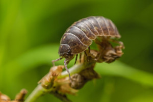 How I Made a DIY Concave Flash Diffuser for Macro Photography | PetaPixel