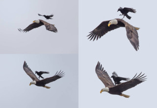 Photographer Captures a Crow Riding on the Back of a Bald Eagle | PetaPixel