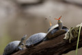 This Photo Shows Butterflies Drinking Turtle Tears | PetaPixel
