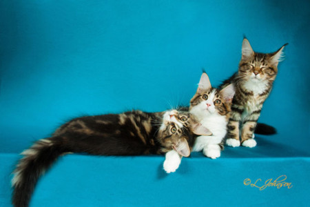 The Life and Work of a Traveling Cat Photographer | PetaPixel