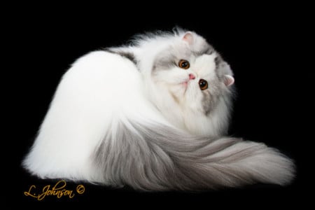 The Life and Work of a Traveling Cat Photographer | PetaPixel