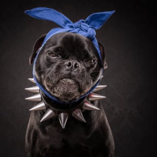 The Pug Life: Portraits of Pugs Posing as 80s and 90s Hip-Hop Artists ...