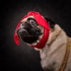 The Pug Life: Portraits of Pugs Posing as 80s and 90s Hip-Hop Artists ...