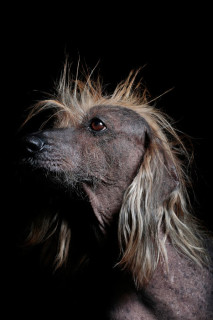 Beauty Portraits of the Ugliest Dogs in the World | PetaPixel