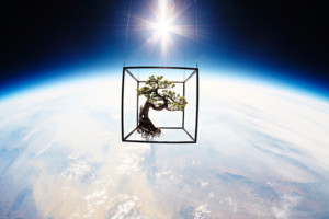 Photos of a Tree's 10-Year Journey Around the World | PetaPixel