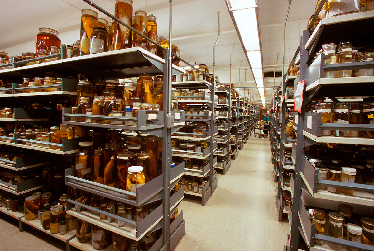 Amazing Photos of the Smithsonian's Massive Specimen Collections in DC ...
