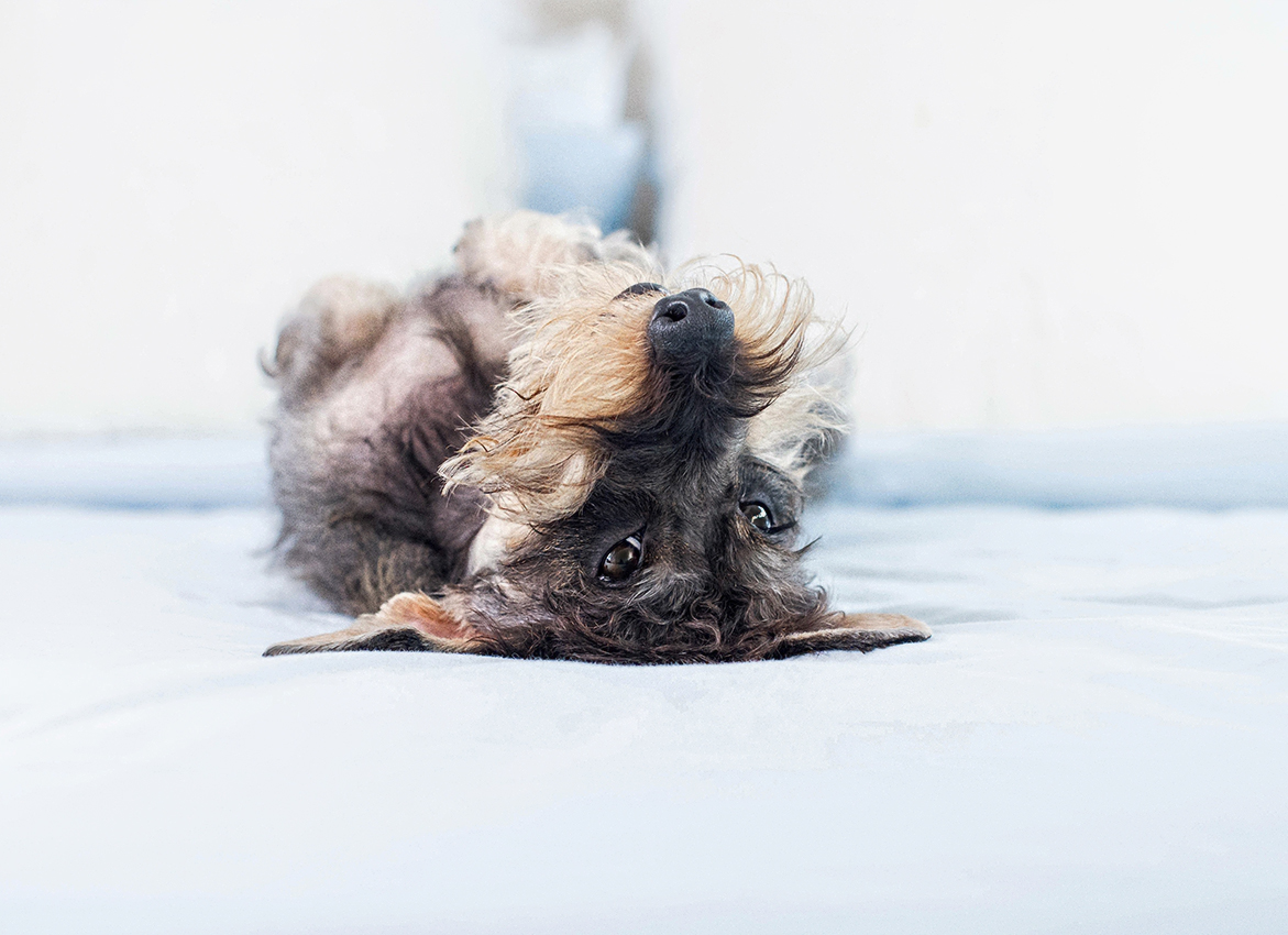 Upside Down Dogs Become One with the Bed in Adorable Photo Series ...