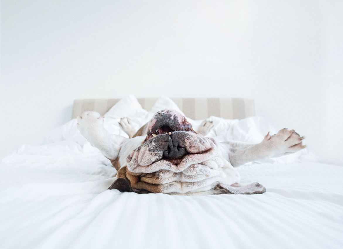 Upside Down Dogs Become One with the Bed in Adorable Photo Series ...