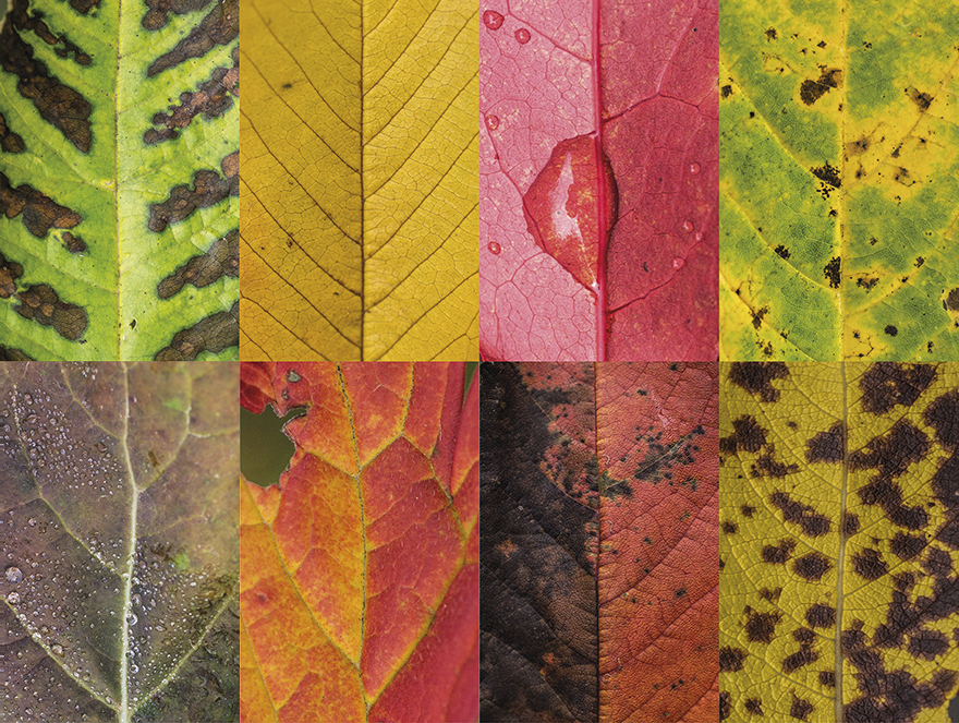 Macro Photos Capture the Stunning Diversity of Autumn Leaves | PetaPixel