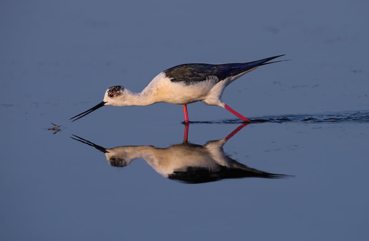 Breathtaking Bird Photos: The Winners of the Audubon Photo Contest ...