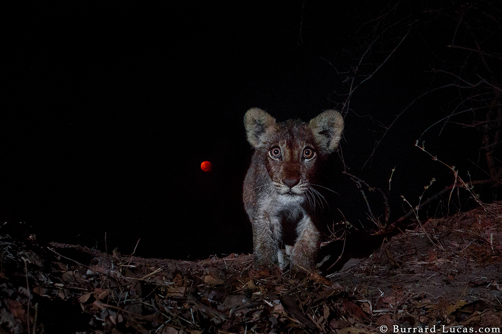 Lion Cub and Supermoon Eclipse Captured in a Single Frame | PetaPixel