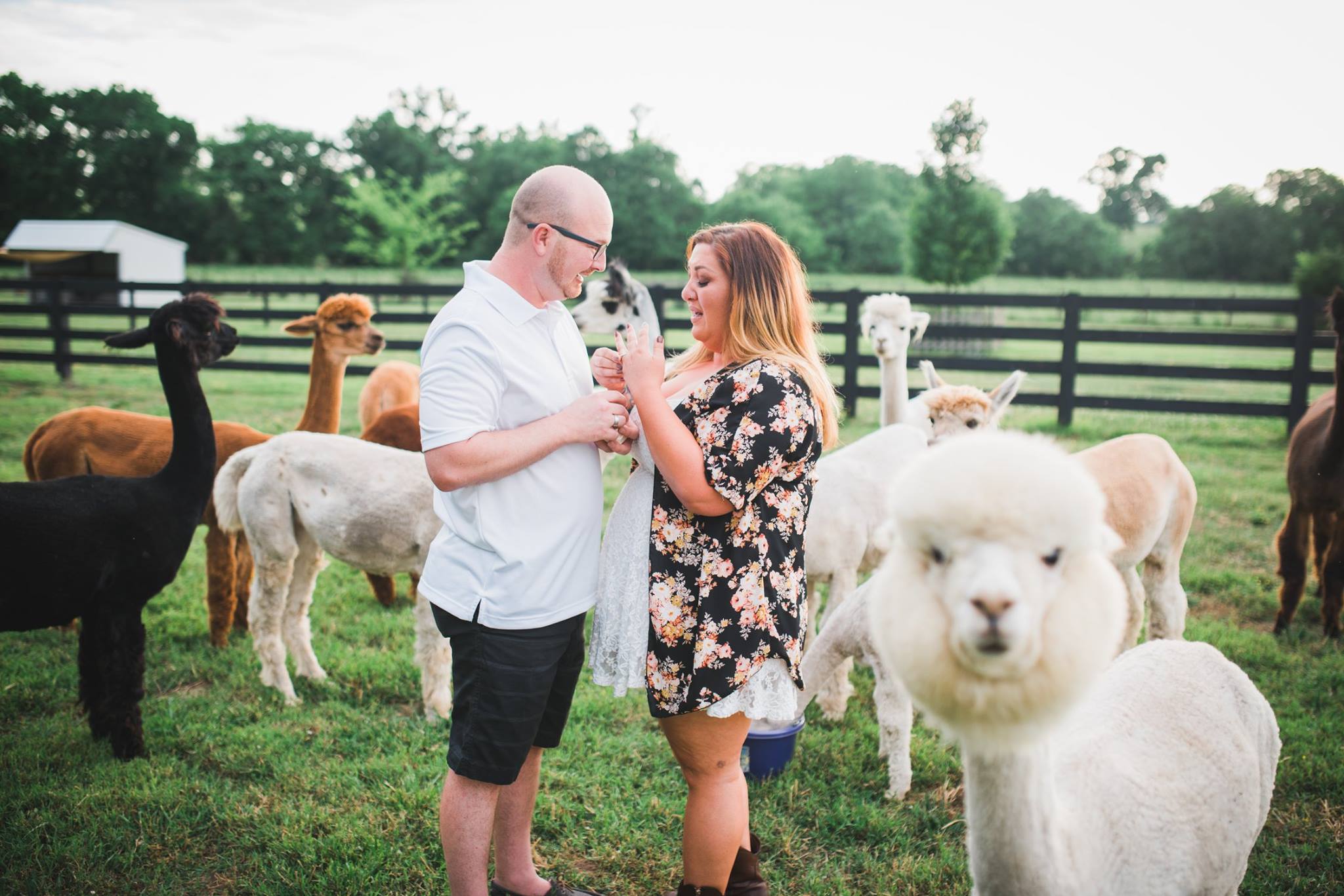 Alpaca Photobombs Couple's Surprise Proposal Photos | PetaPixel