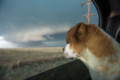The Dog Days of Chasing Storms with My Best Friend | PetaPixel