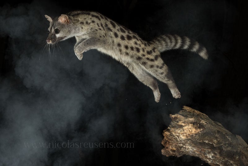 An Experiment in Long Exposure Wildlife Photography at Night | PetaPixel