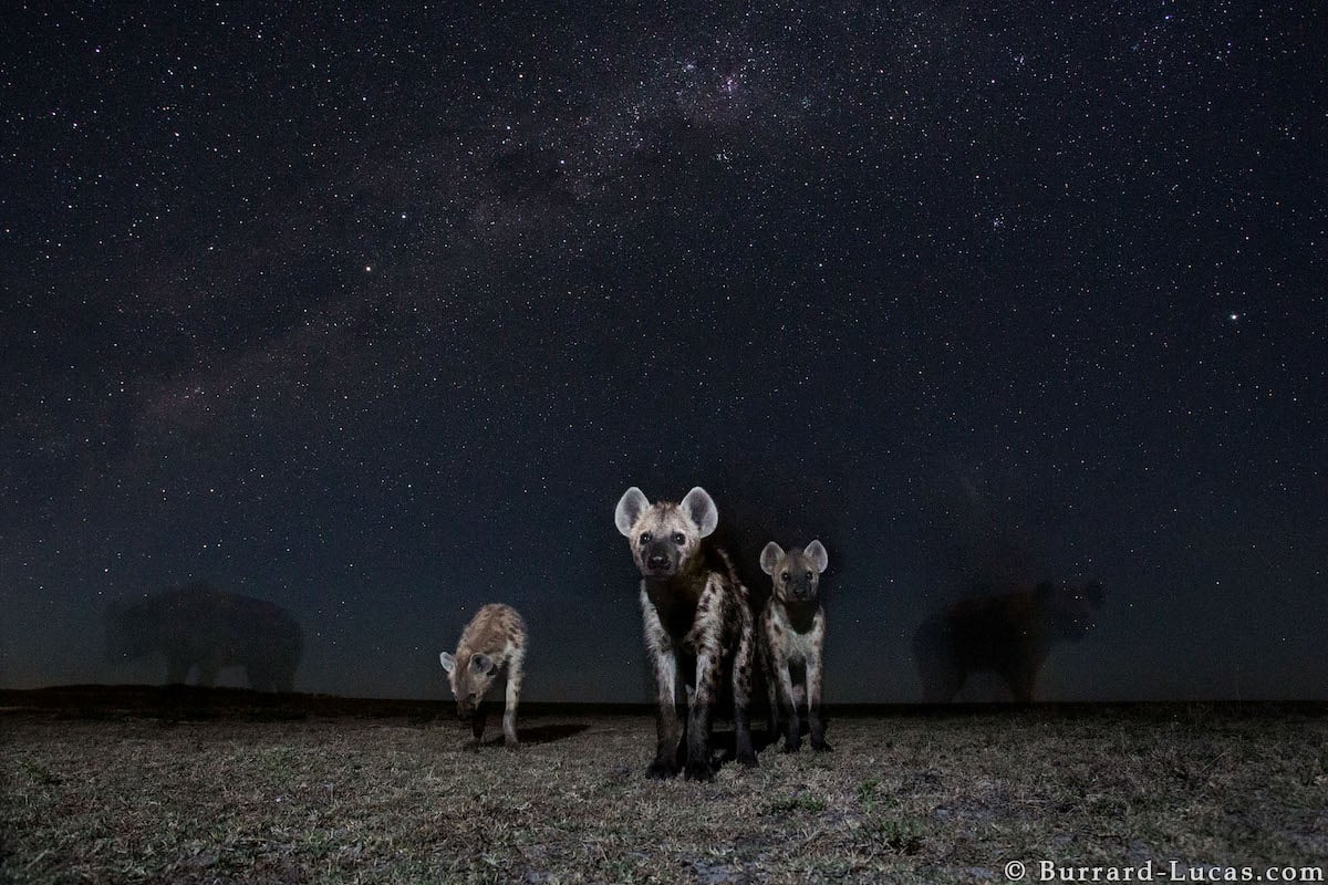 Photographing African Wildlife Under the Stars at Night | PetaPixel
