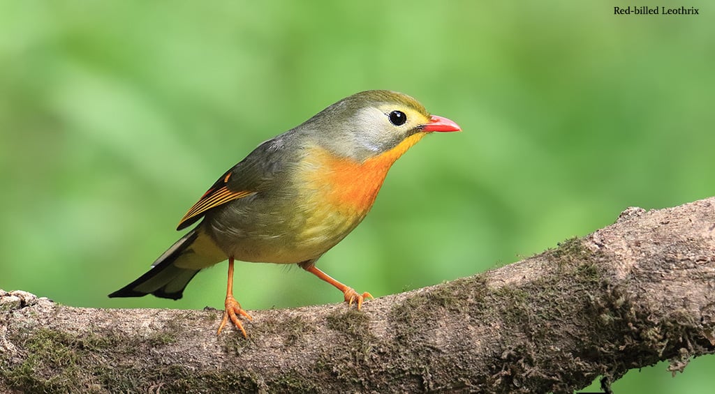 Field Test: Bird Photography with the Canon 7D II and 300mm f/2.8 II ...