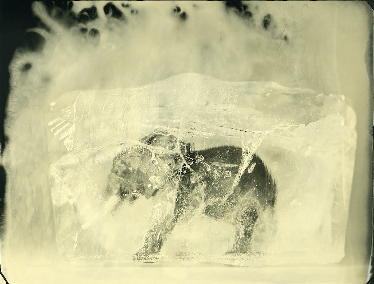 Haunting Ambrotypes of Endangered Species Encased in Ice | PetaPixel