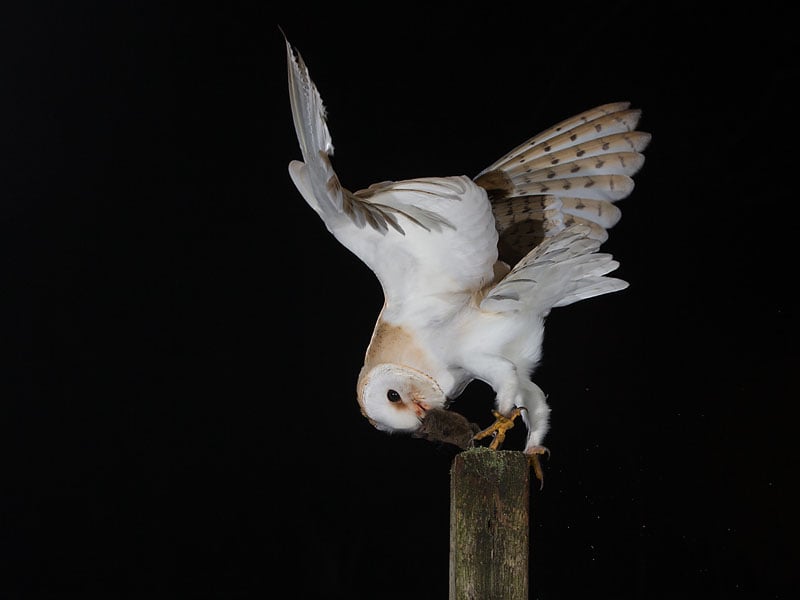 The Story Behind an Incredible Shot of an Owl in Flight | PetaPixel