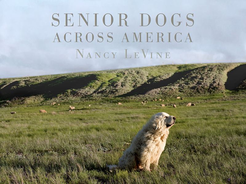 Heartwarming Portraits of Senior Dogs Pay Tribute to Aging Pets | PetaPixel